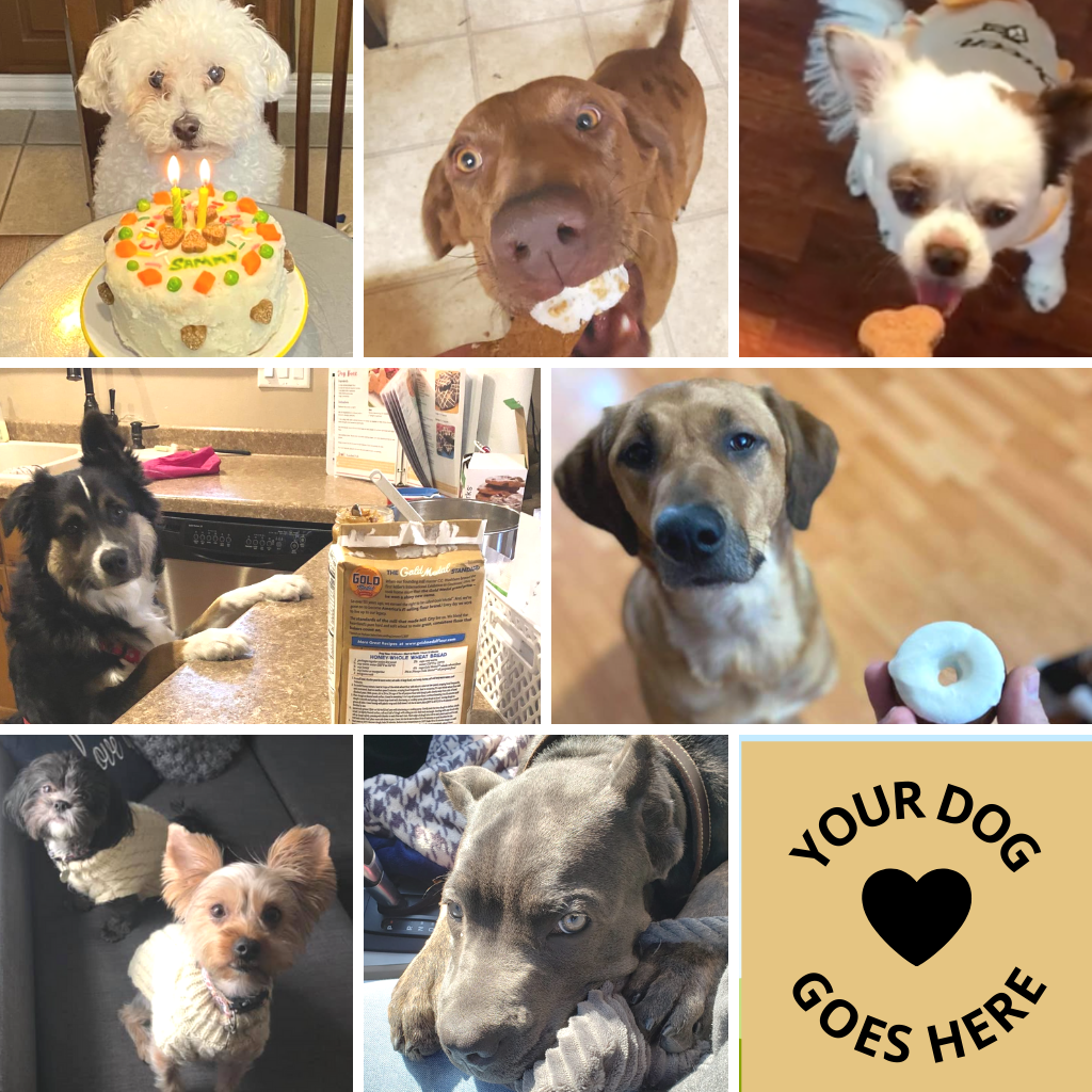 How to Start a Dog Treat Bakery from Home Today